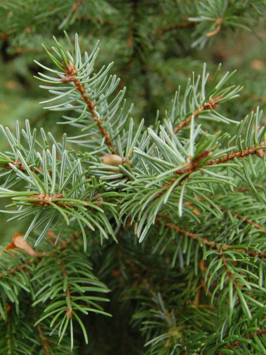 Ель Сербская семена 15 штук