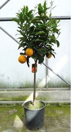 Апельсин Миртолистный - Citrus Chinotto D27 H150