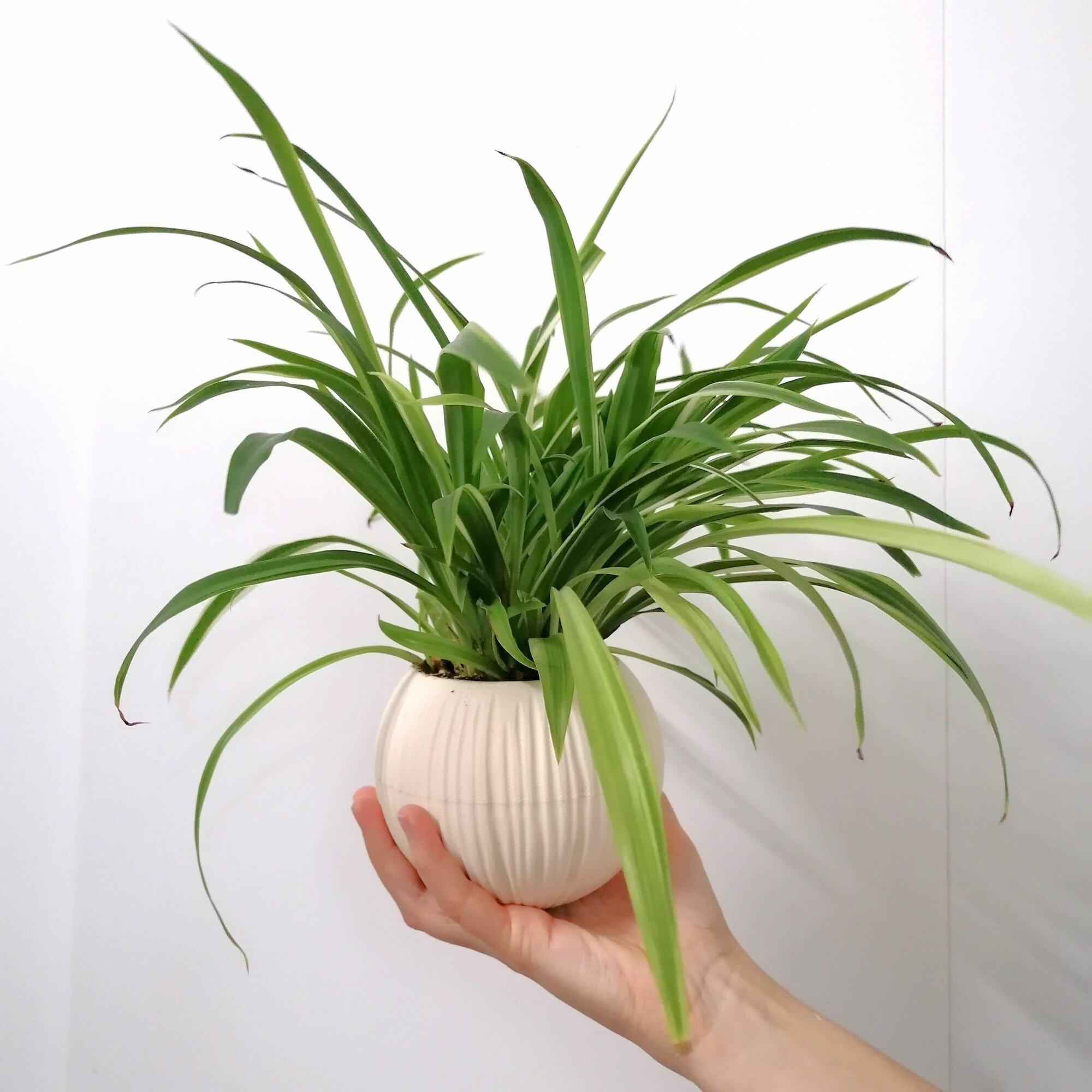 Кашпо Сфера, 0,3 л, бежевый