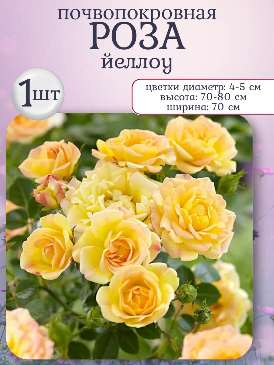 Роза почвопокровная, многолетние цветы 1 шт