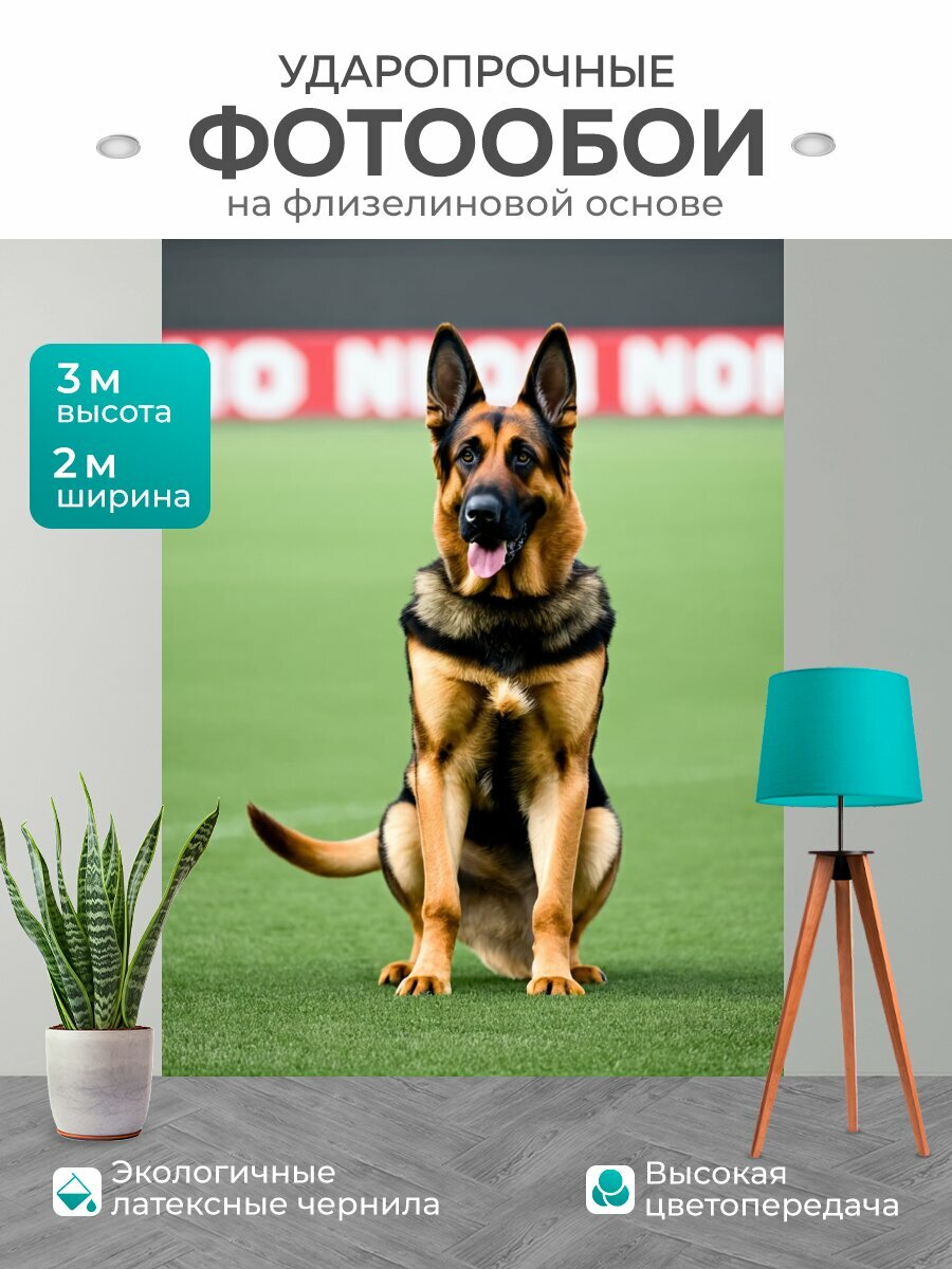 Фотообои моющиеся ударопрочные "Собака немецкая овчарка, обученная выполнять команды, на фоне спортивной площадки" 200x300 см. флизелиновые на стену