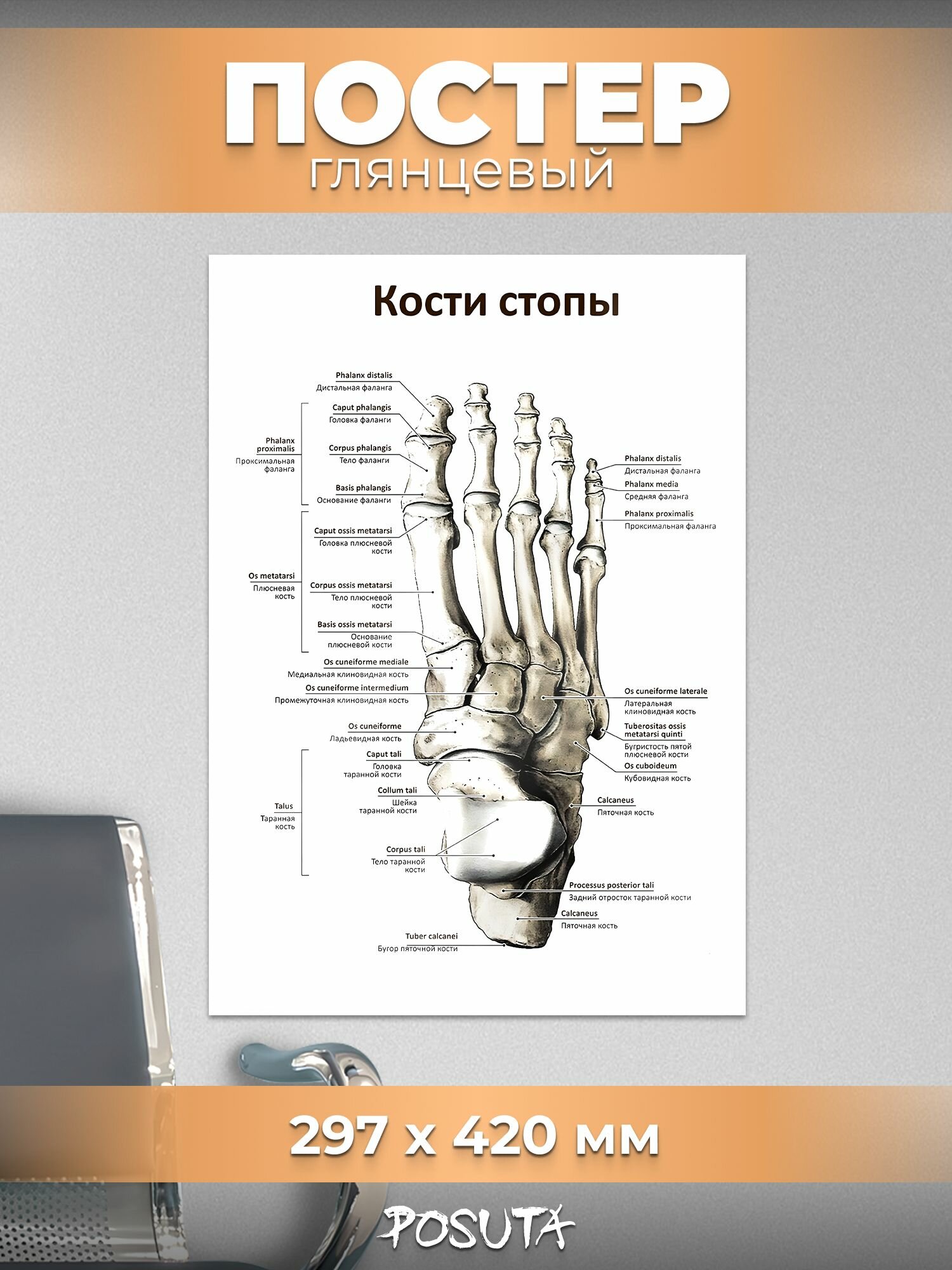 Постер анатомия кости стопы