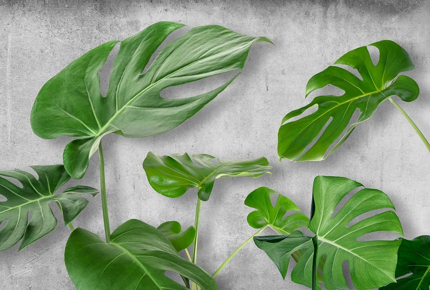 Фотообои/ F-309 Листья монстеры на бетоне 400х270-1Divino