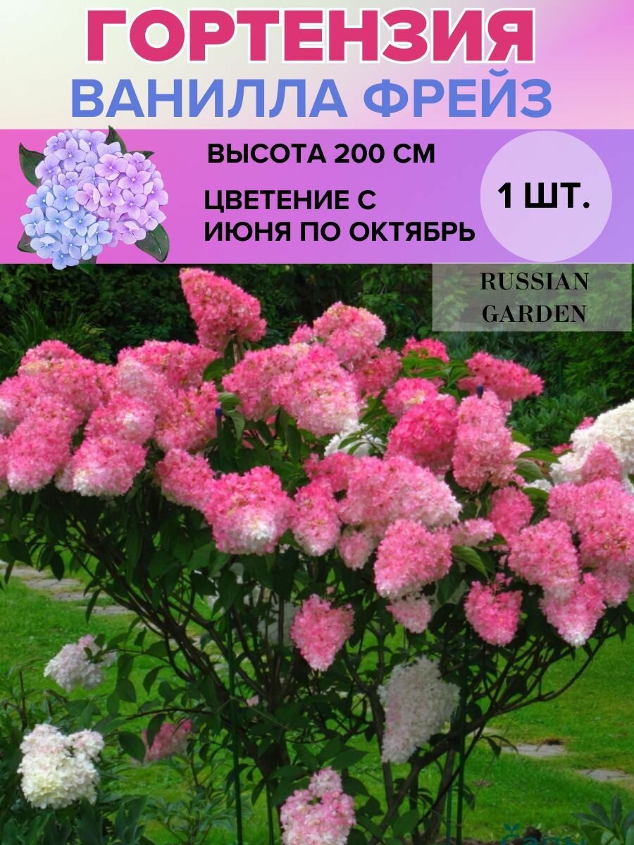 Гортензия метельчатая; гортензия цветок