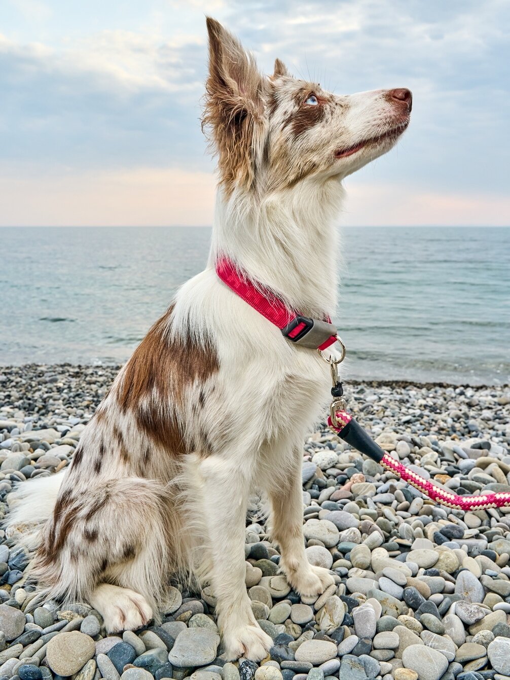 Ошейник для собак Japan Premium Pet с неоном, двойной стропой и силиконовой защитой, красный, размер L.