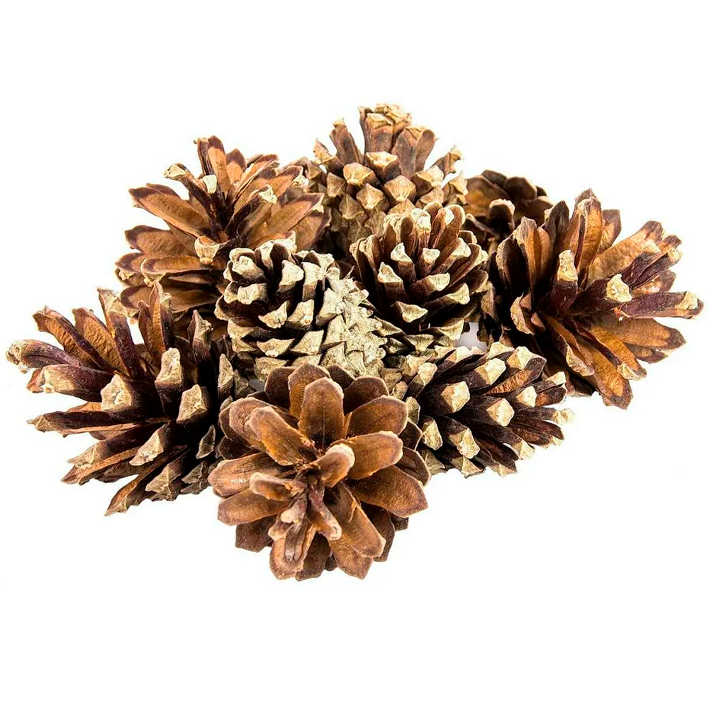 Шишки сосновые для поделок, декора