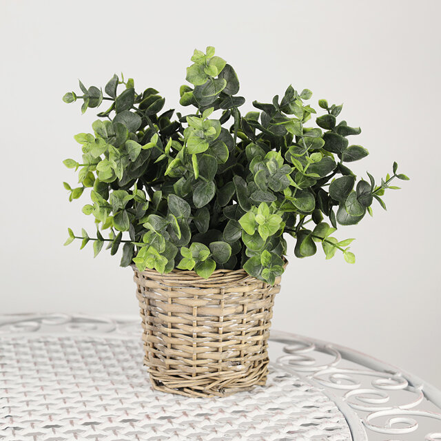 Искусственный эвкалипт в горшке Belarra 28 см, Koopman, 317002290-1