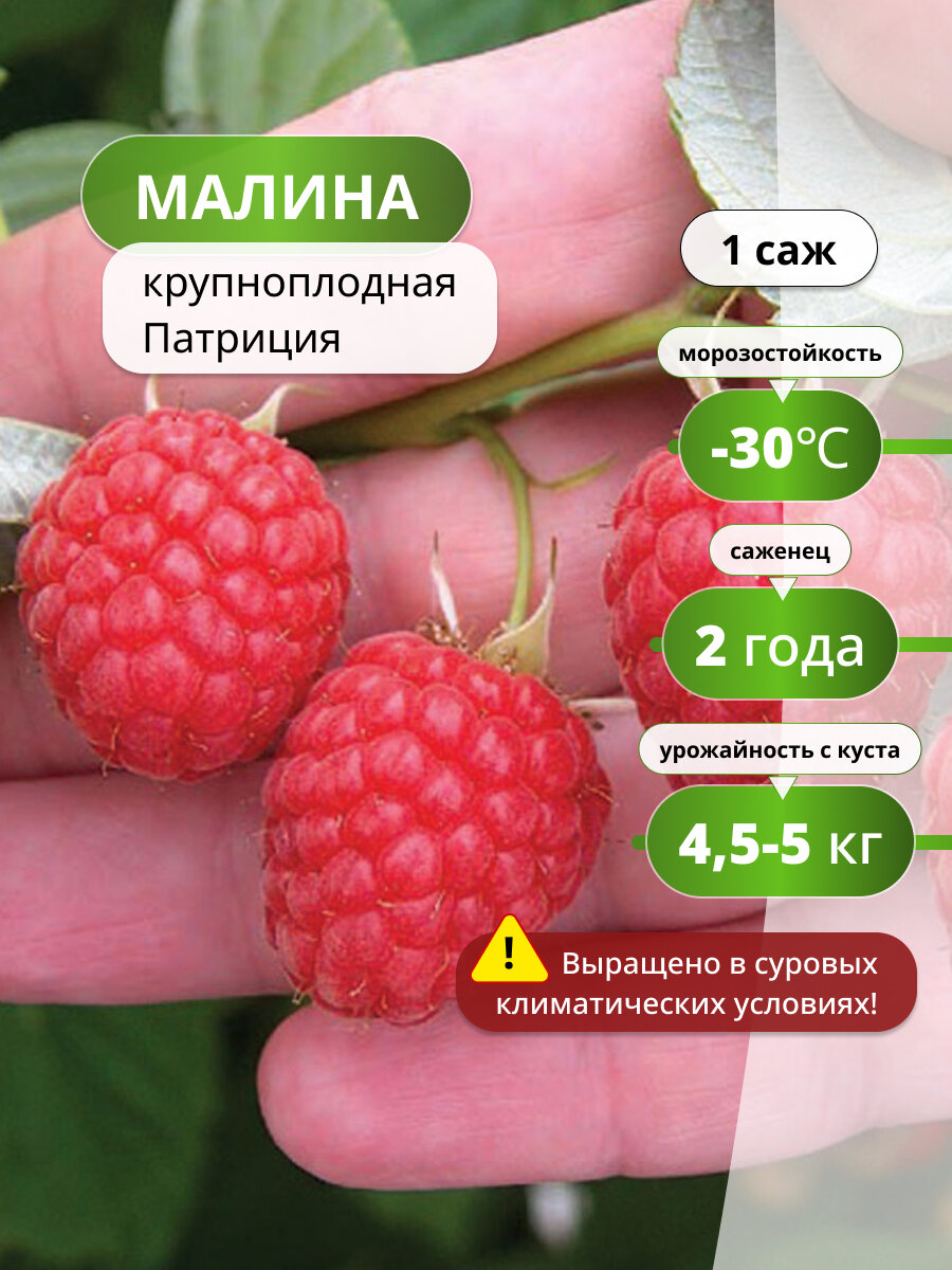 Малина крупноплодная Патриция 1 шт / высокоурожайный, морозостойкий сорт