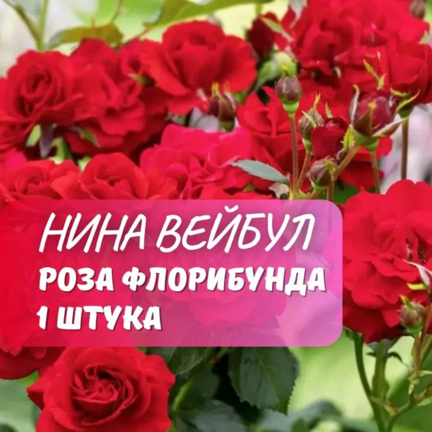 Роза флорибунда "Нина Вейбул", 1 саж , красная, многолетняя, 30-50 см