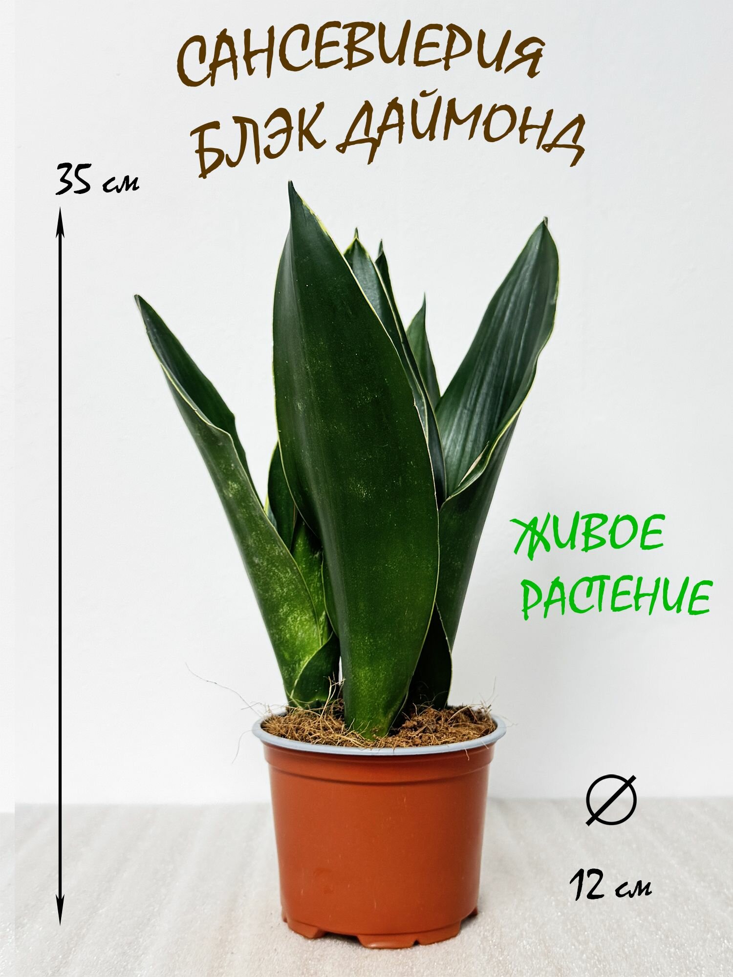 Сансевиерия Блэк Даймонд в горшке, PRO фикус живое растение, высота 35см