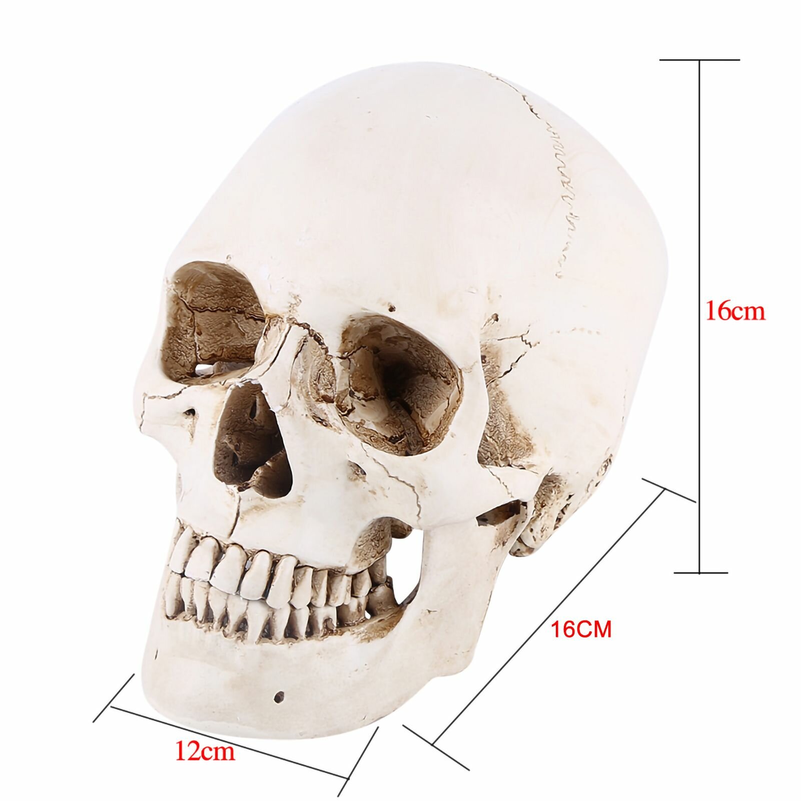 Копия модели человеческого черепа из белой смолы в натуральную величину для художественного изучения анатомии, украшения для вечеринки