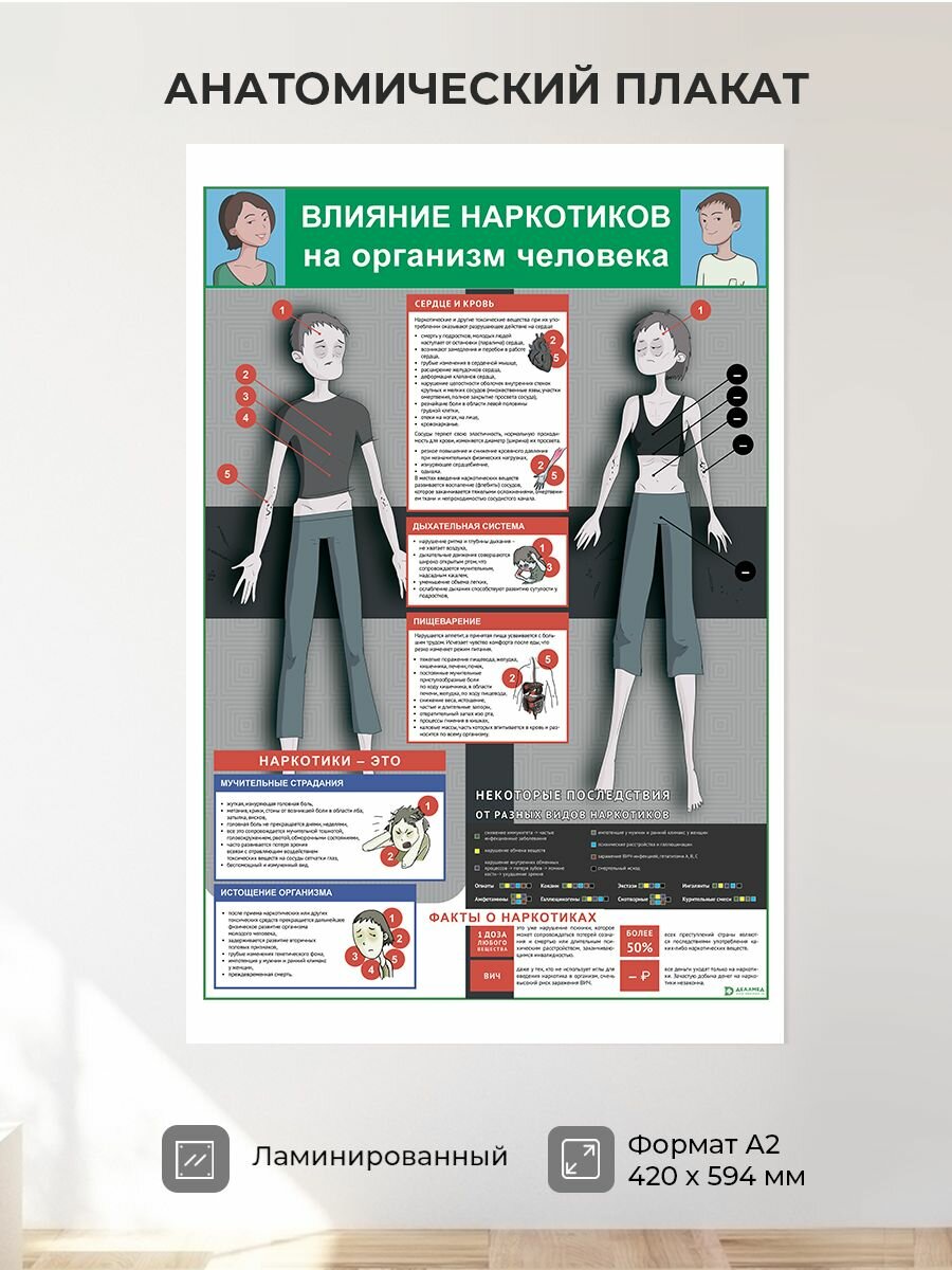 Обучающий медицинский плакат ламинированный формат А2 Вред наркотиков