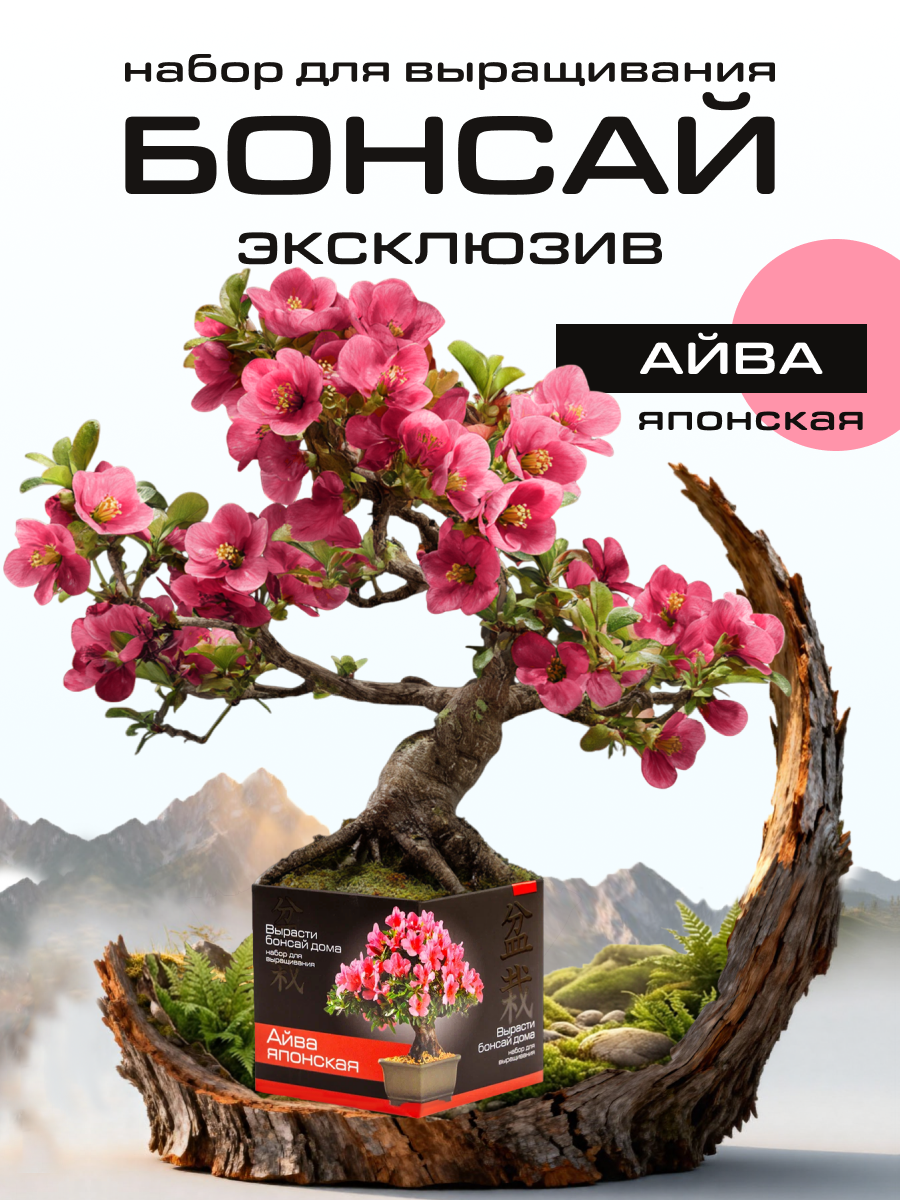 Набор для выращивания "Вырасти бонсай дома. Айва японская"
