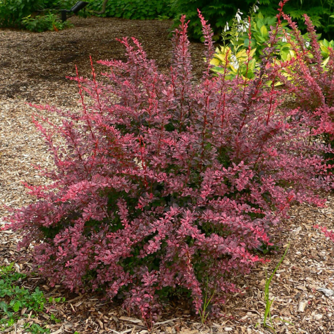 Барбарис Тунберга Роуз Глоу (1 саженец в горшке Р9), Нидерланды