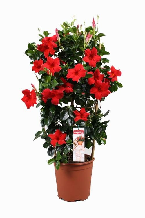 Мандевилла или Дипладения красная - Mandevilla D15 H50