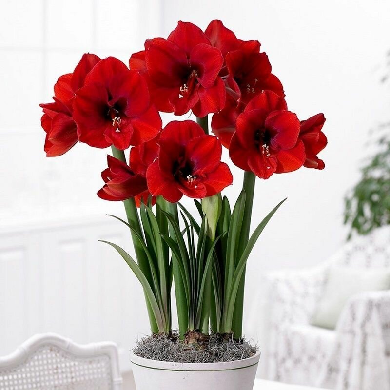 Гиппеаструм красный, Hippeastrum Red, семена