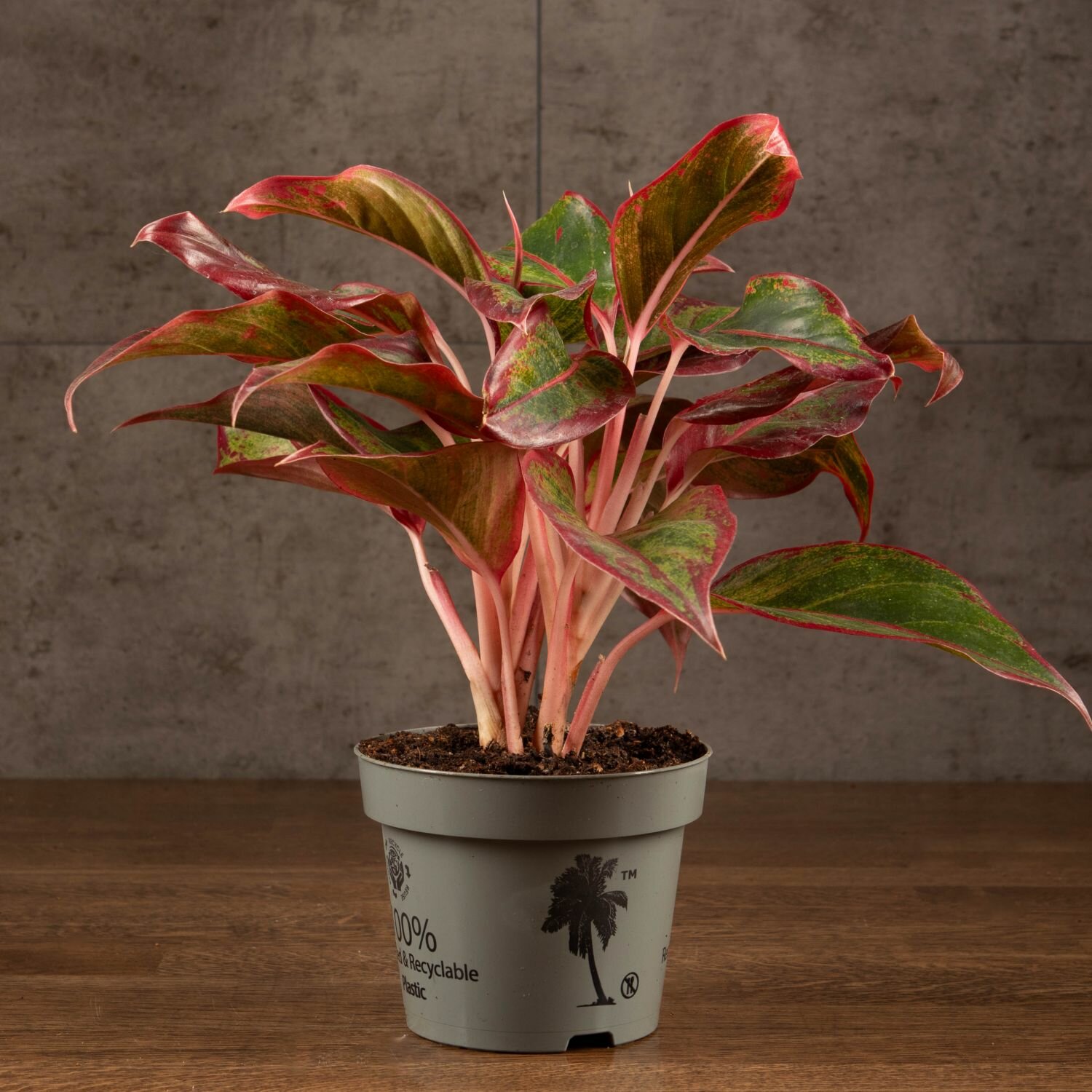 Аглаонема Крит Фаер 25/12