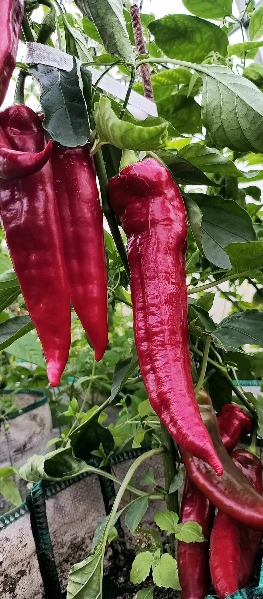 Семена Острого перца Цицак красный 7шт+ бонус