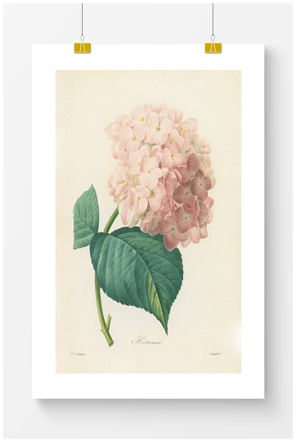 Винтажный постер Postermarkt Ботаническая иллюстрация цветов, размер 40х50 см, №12