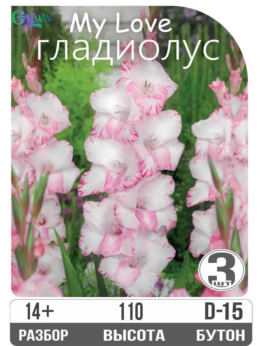 Гладиолус крупноцветковый, Май Лав, луковицы, 3 шт