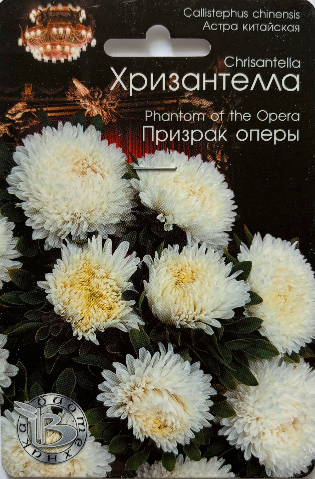 Семена Астры Хризантелла "Призрак оперы" (30 семян)