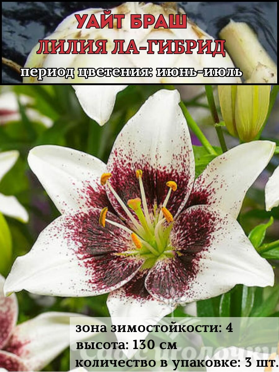 Лилия ЛА-гибрид Уайт Браш, луковицы 3 штуки