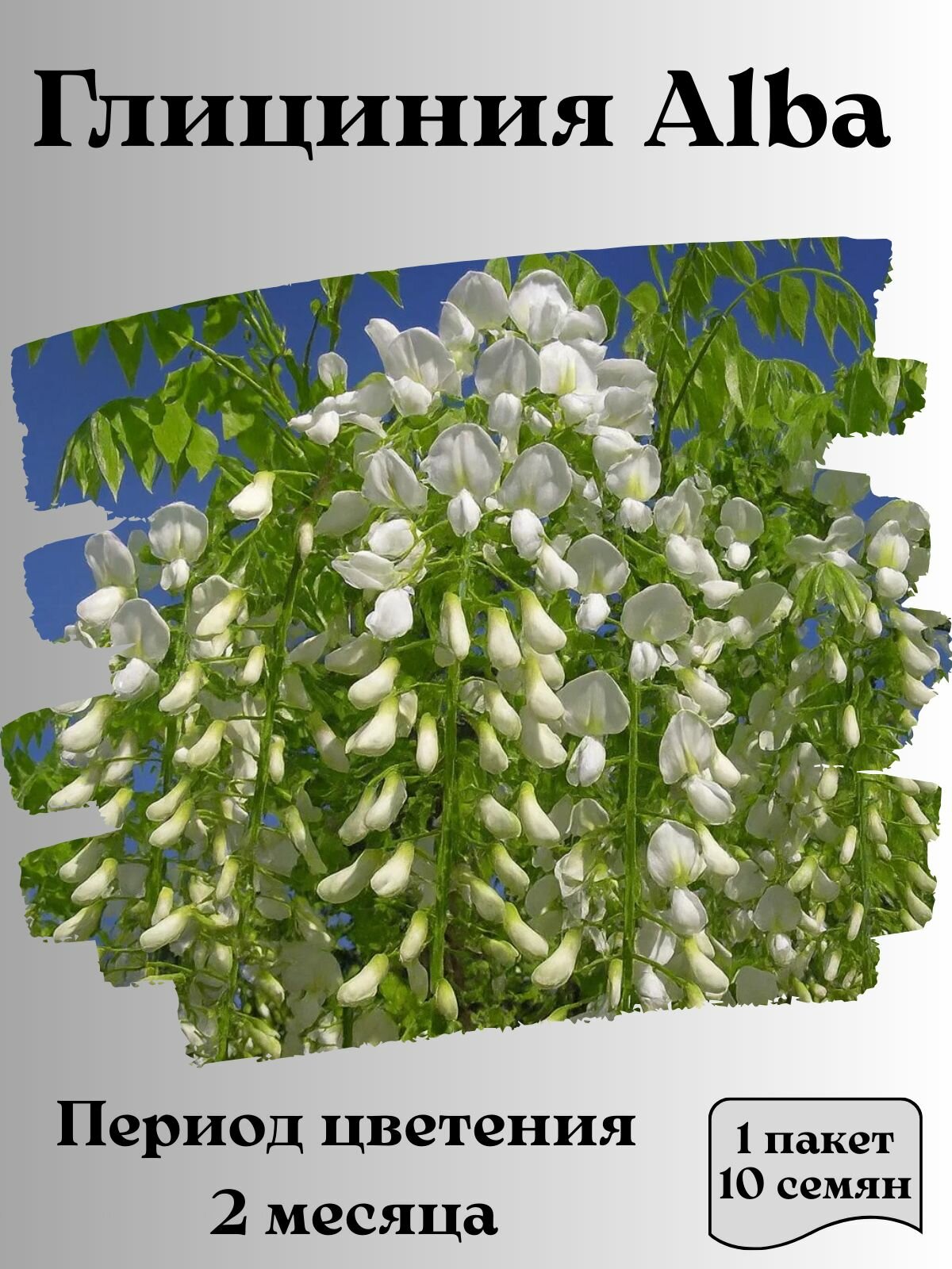 Глициния Alba, 10 шт, 15 гр.