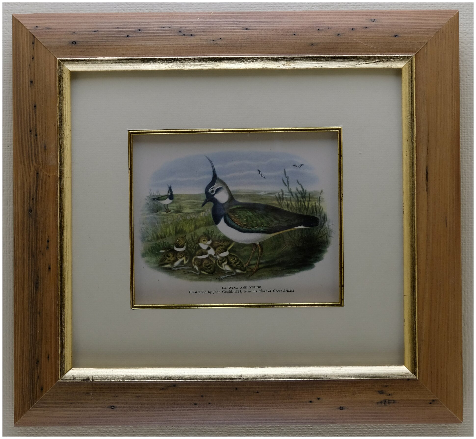 Цесарка, английская гравюра конца 19 века, в рамке, 38см на 35см, Лот №3578