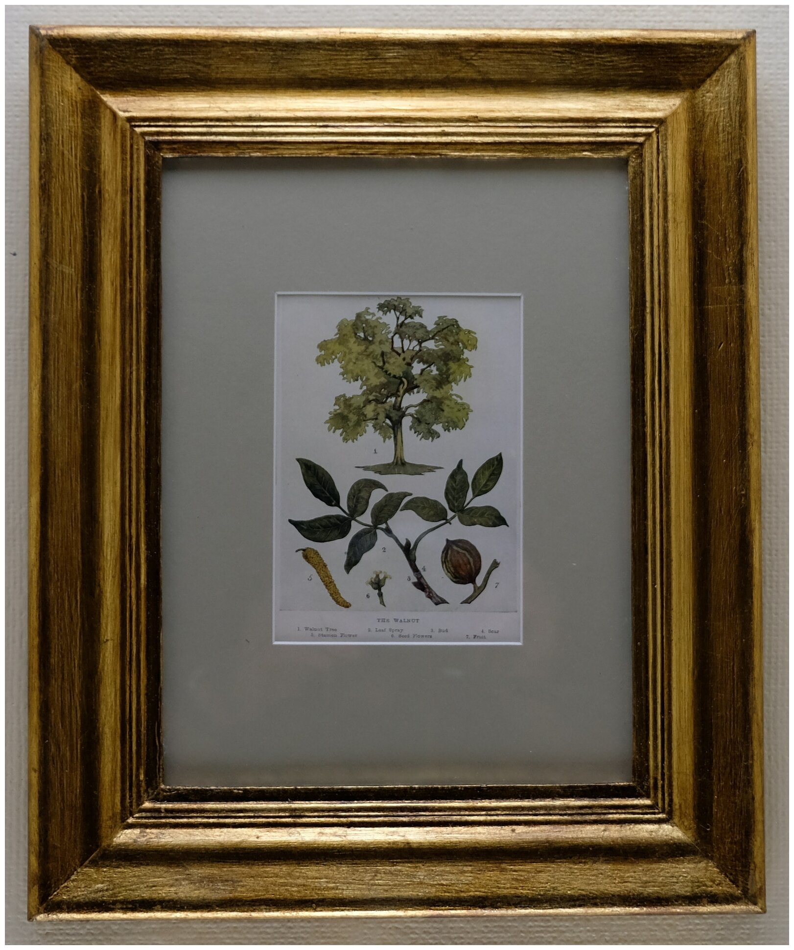 Страница из книги Джанет Кельман «Деревья показанные детям» 1908 года издания, в рамке, 27см на 33см, Лот №3588