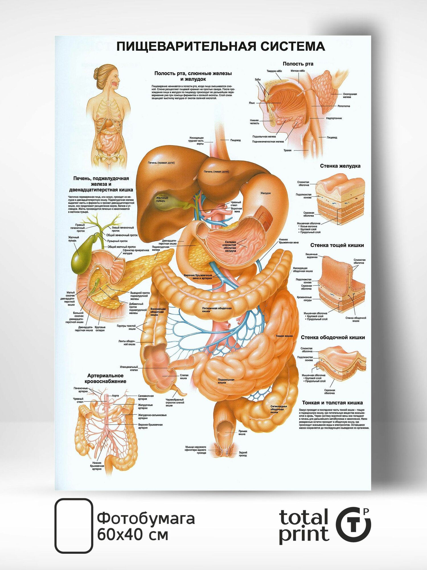 Постер на медицинскую тематику, 60х40см, Пищеварительная система, TotalPrint