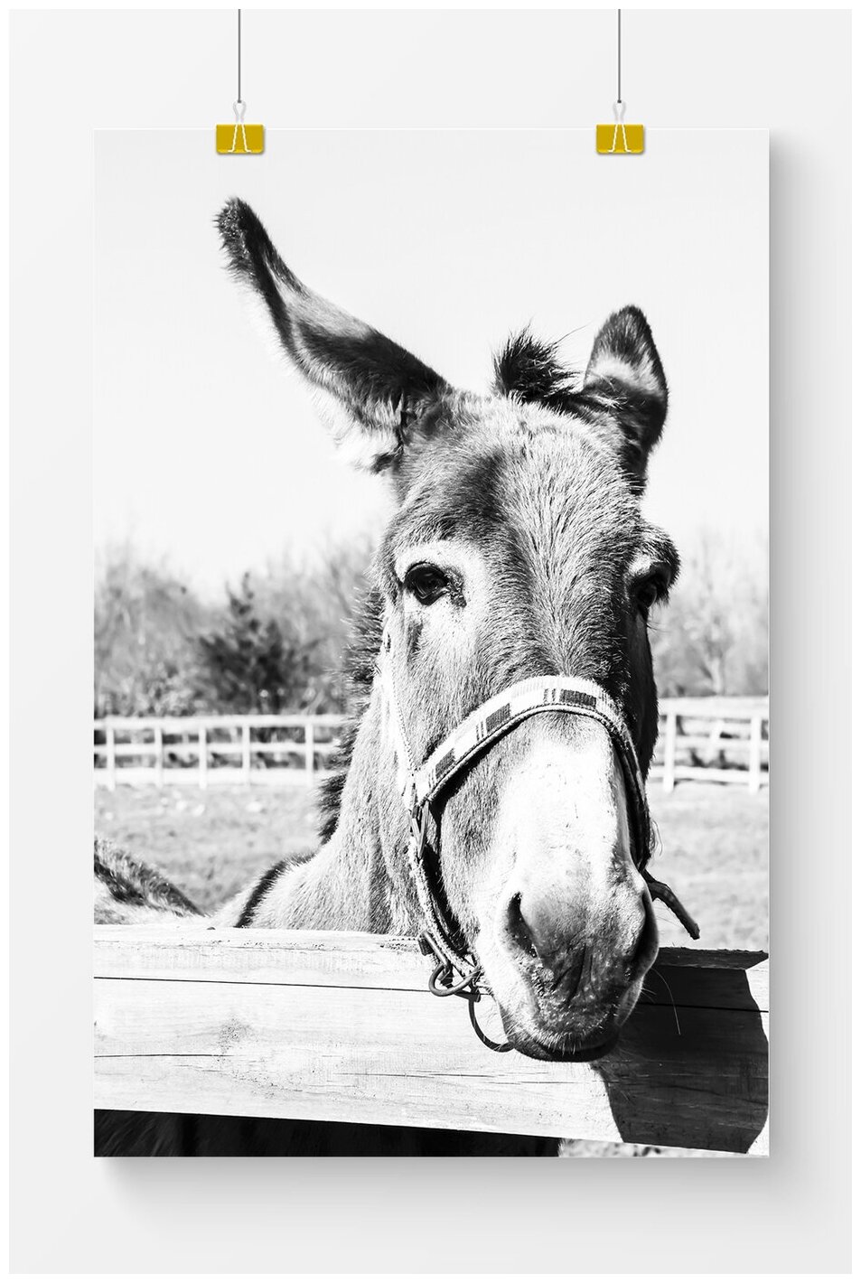 Постер на стену для интерьера Postermarkt Осел, 50х70 см