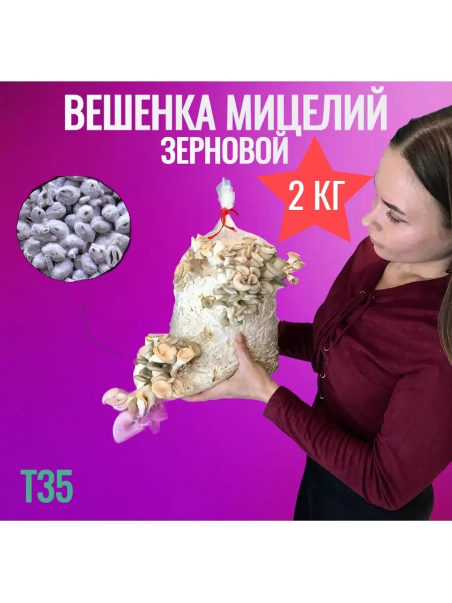 Мицелий вешенки зерновой (штамм т35) - 2 кг.