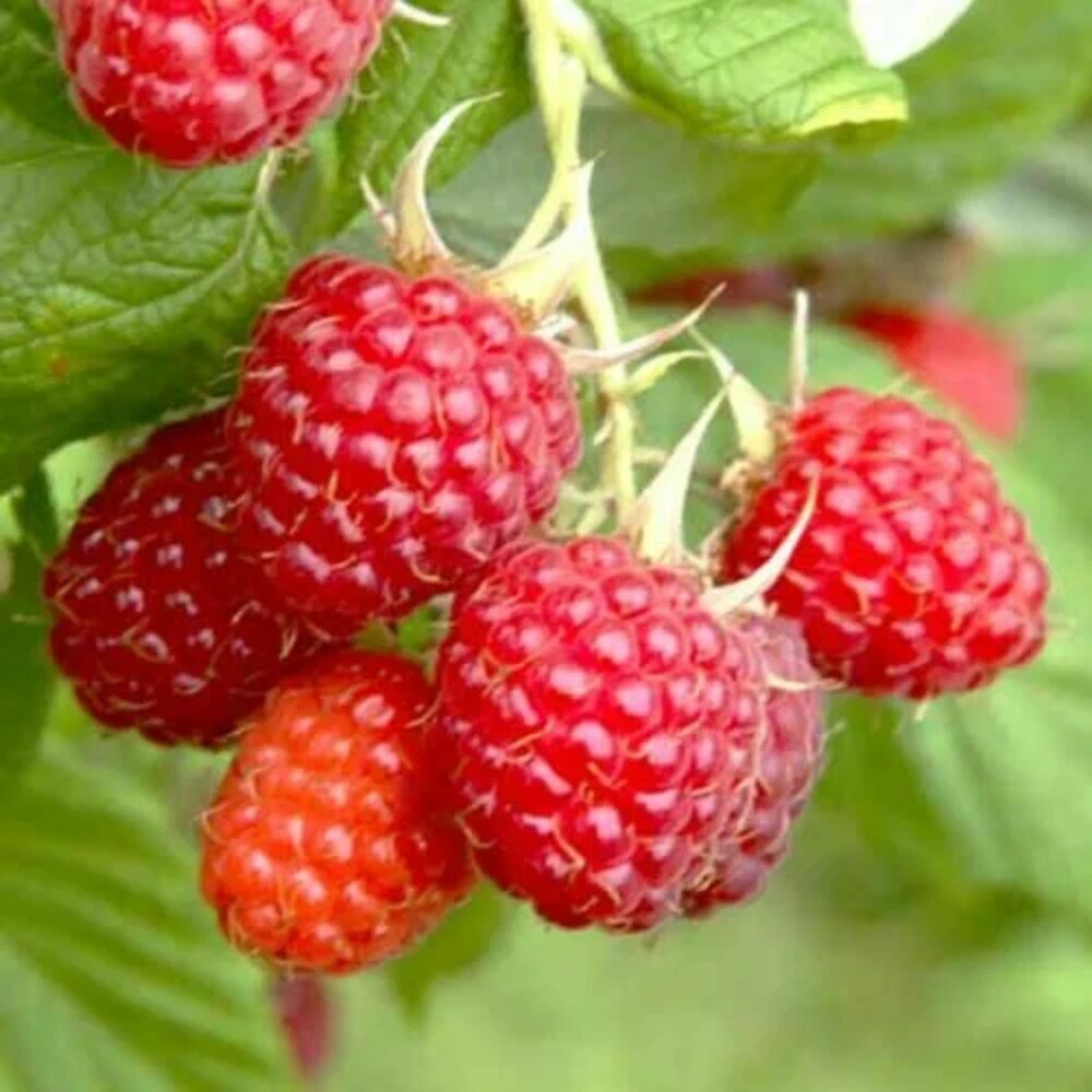 Ежемалина Ред Даймонд / 1 шт, морозостойкий, высокоурожайный сорт