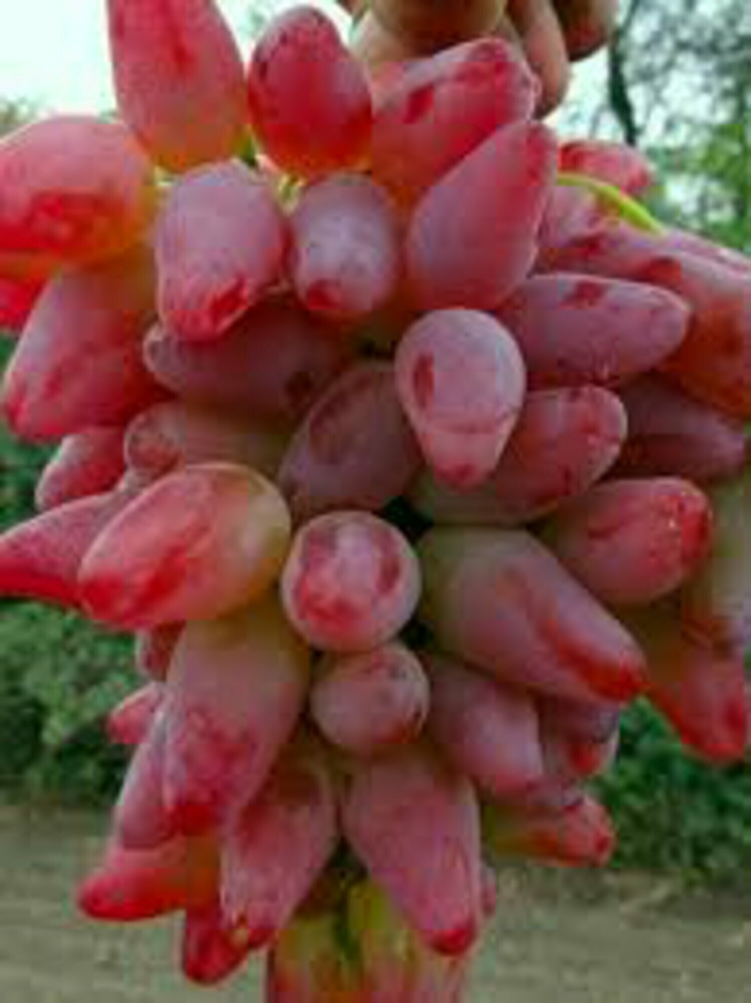 Виноград Оригинал розовый / 2 шт, среднеспелый, столовый сорт