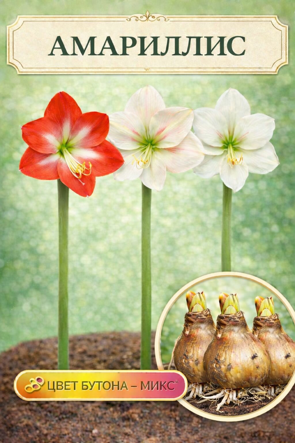 Амариллис набор луковицы 3 шт сотка