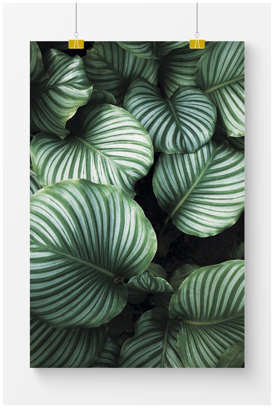Постер на стену для интерьера Postermarkt Листья монстеры, 60х90 см