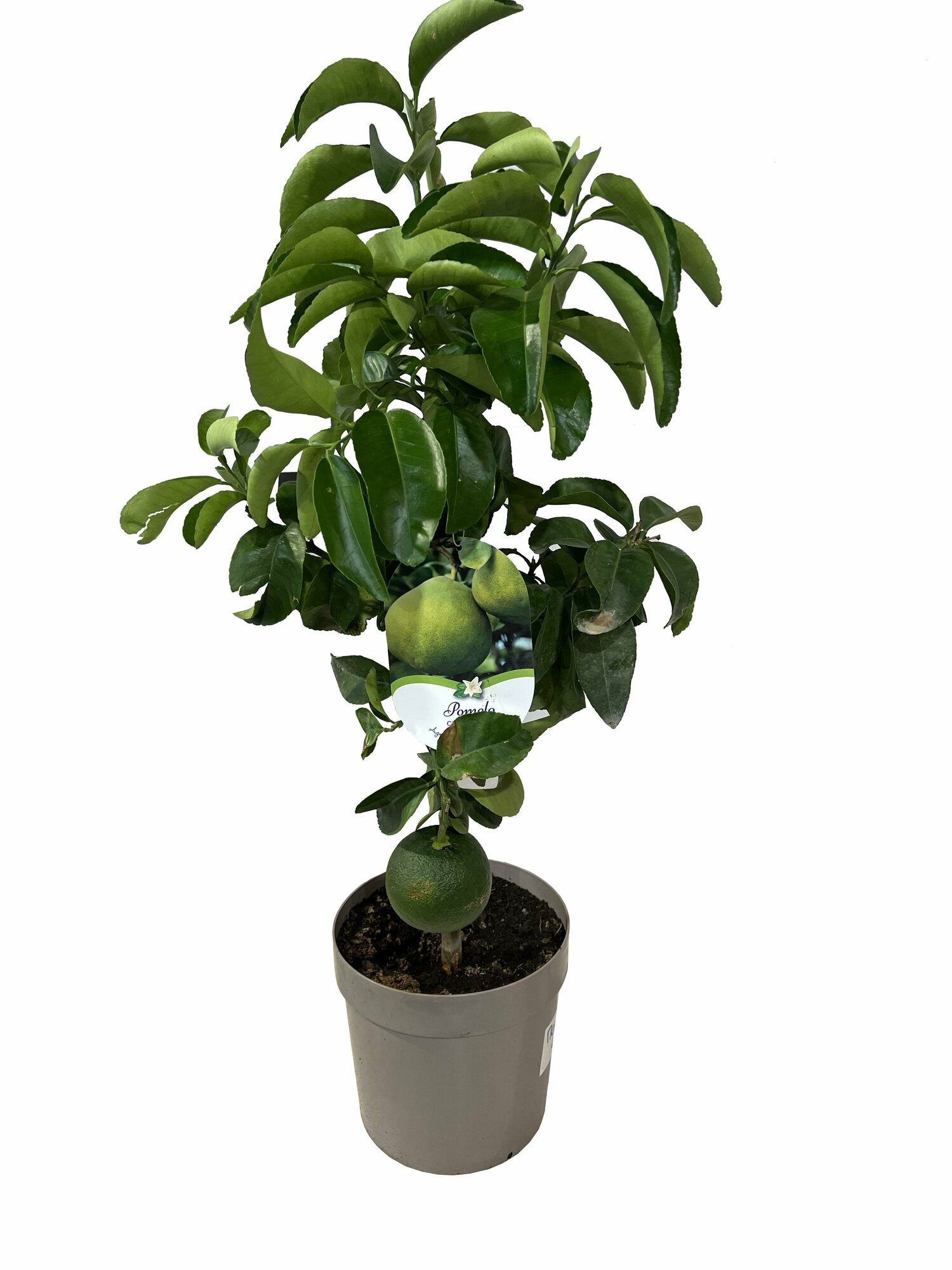 Таитянский Помело/Саравак - Tahitian / Sarawak pomelo D21 H80