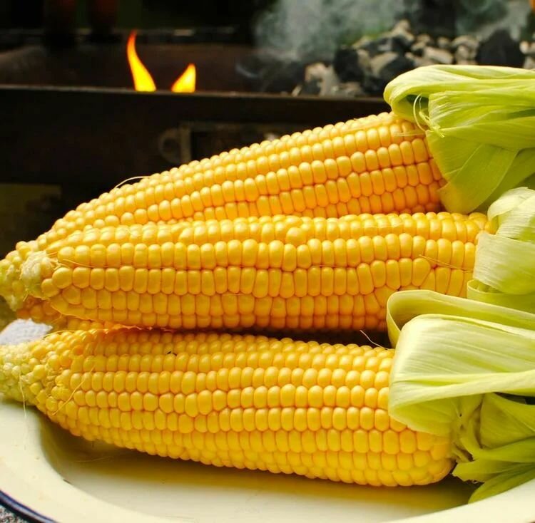 Семена Кукурузы "Фернандо", 10 шт. семян