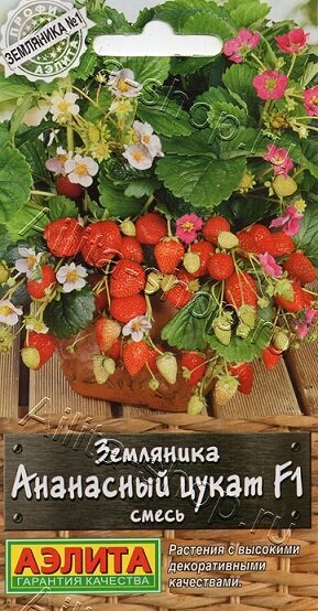 Земляника Ананасный цукат F1 ремонтантная крупноплодная 5шт смесь (Аэлита)