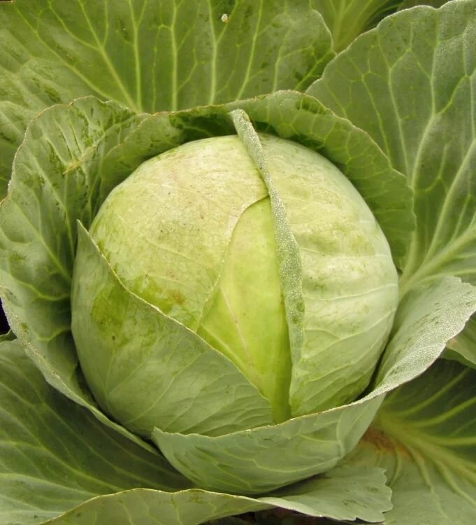 Коллекционные семена капусты б/к Золотой гектар 1432