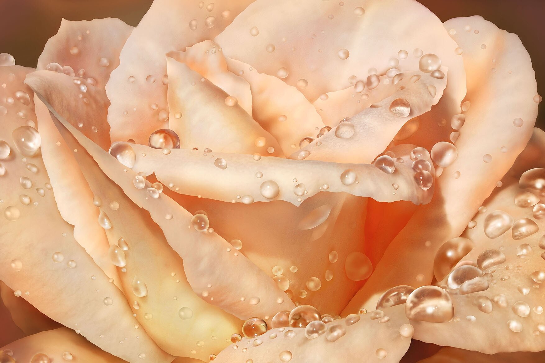 Фотообои флизелиновые с виниловым покрытием Ф 027 Чайная роза 300х200см