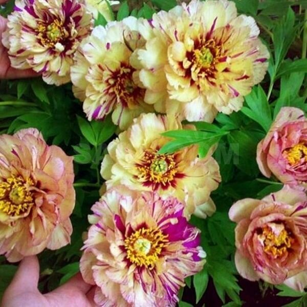 Пион Lollipop 1 шт.