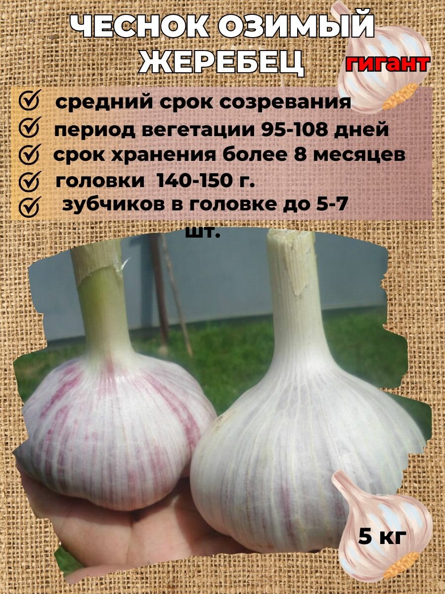 Чеснок озимый на посадку Жеребец5 кг