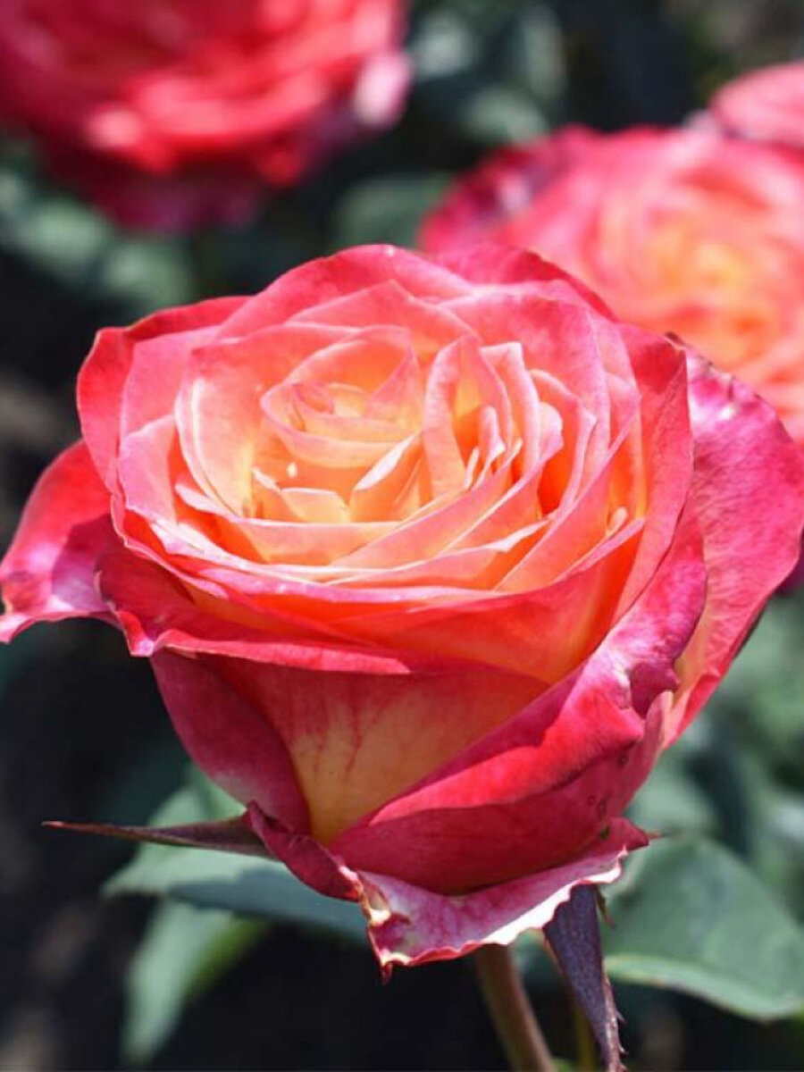 Роза чайно-гибридная "Белла Перла", 1 саж , многолетник, 35 см, белая, розовая, перламутровая