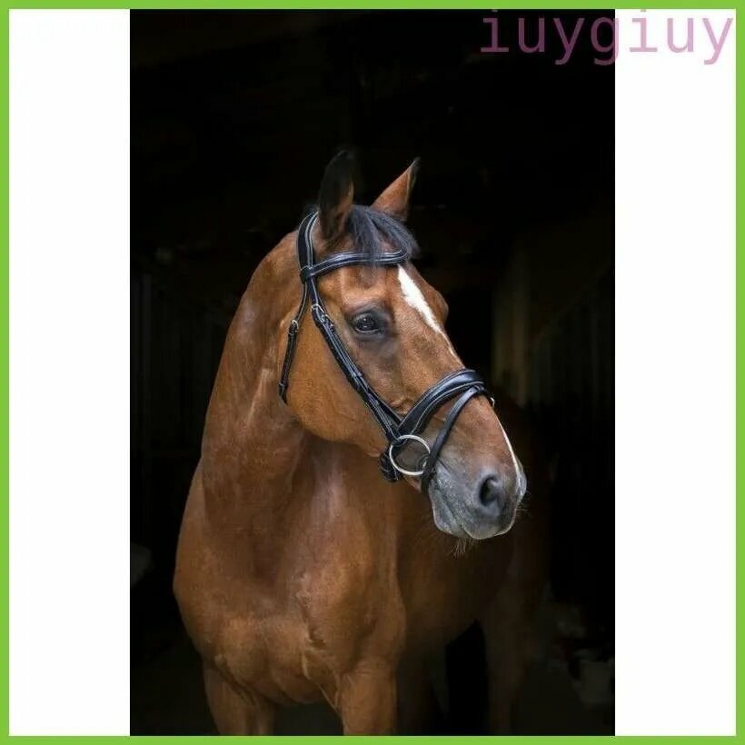 2026Уздечка для лошади ERIC THOMAS PRO "WAVE", Cob (EKKIA, Франция)