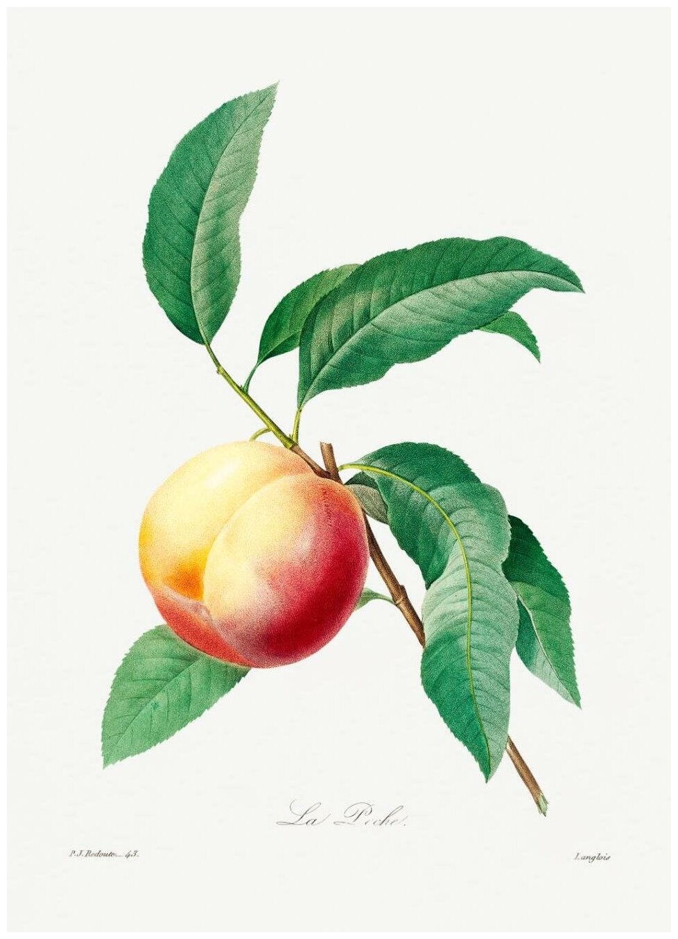 Постер / Плакат / Картина Фрукты - Плод персика на ветке 50х70 см в подарочном тубусе