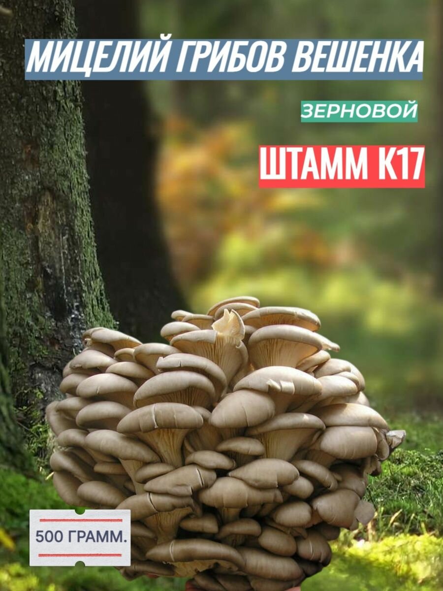 Мицелий вешенки зерновой (штамм К17) - 500 гр.