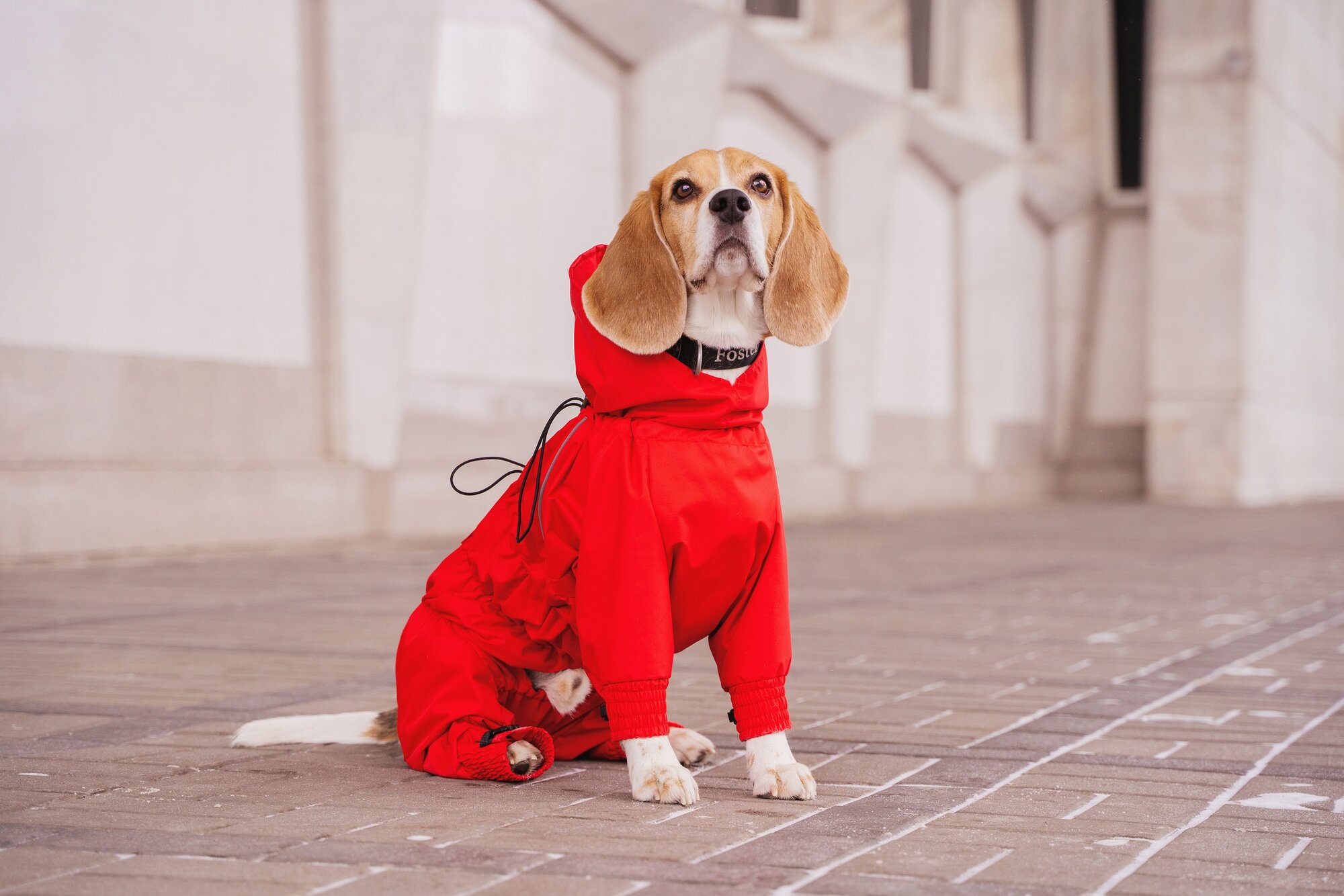 Дождевик для средних и крупных пород с воротником, цвет красный, размер M46, длина по спинке 46 см - девочка