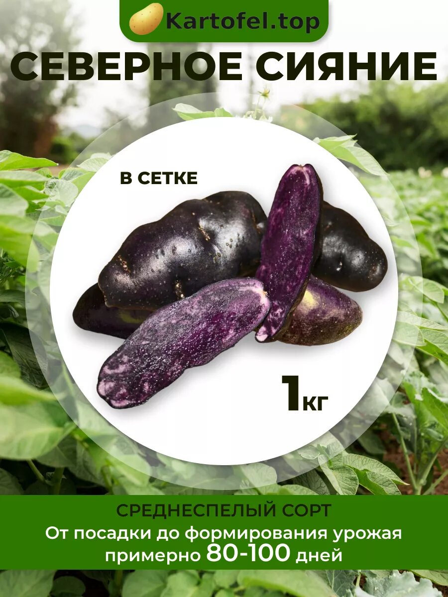 Картофель на посадку Северное сияние 1 кг