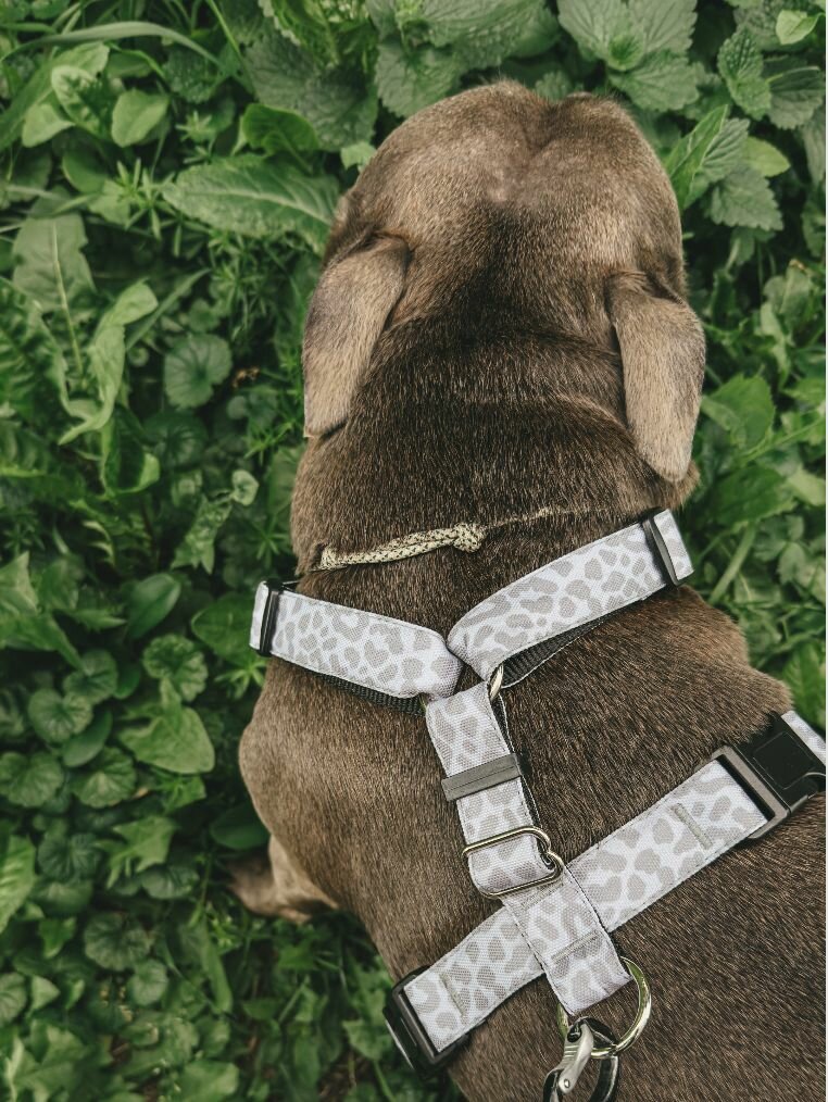 Анатомическая шлейка BIGLINI размер XS для собаки любой породы Y-образной формы идеальный подарок рекомендованный кинологами и ветеринарами